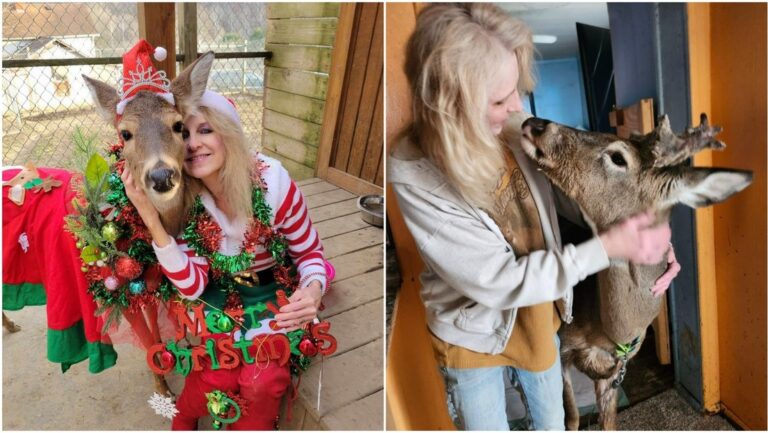Mujer muere atacada por un ciervo de cola blanca al que intentaba ...