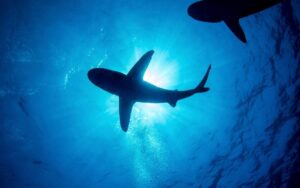 Una turista australiana es atacada por un tiburón en las islas ...