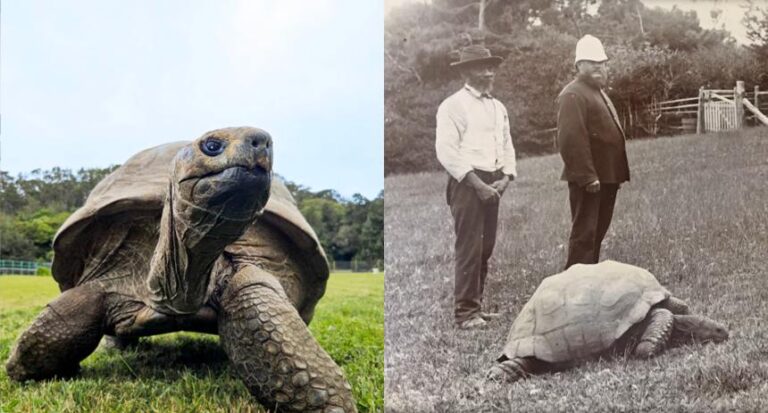 Guinness reconoce a Jonathan, tortuga de 194 años, como el animal ...